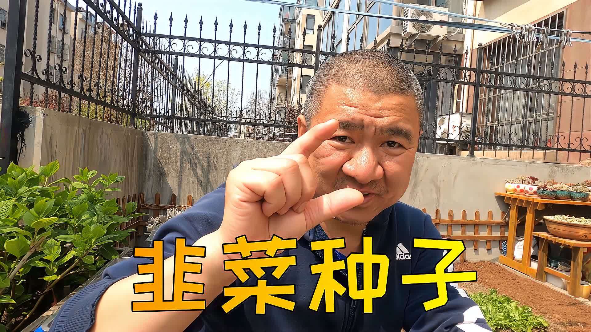 ...韭菜种子种植韭菜.