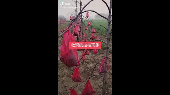 塑料袋拉枝的危害