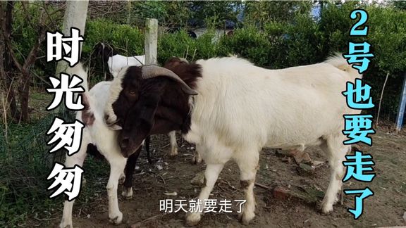 时光匆匆,2号公也要走了,铁锤长成了小伙子,皮皮也成了大姑娘