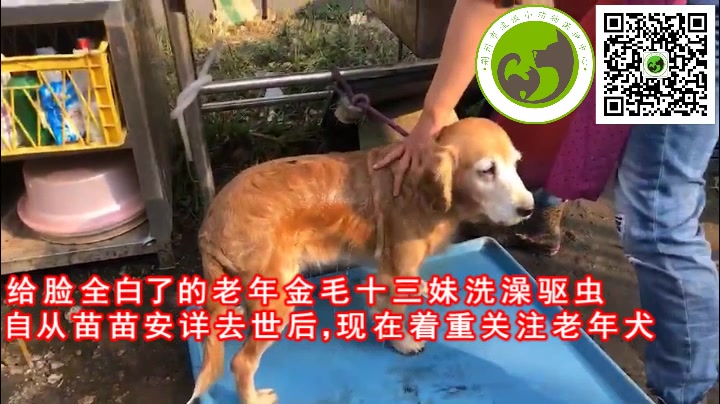 长江大学的志愿者和几个爱心群友都来帮忙,关爱老年流浪犬给他们...