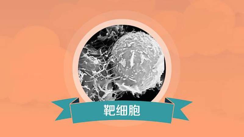 靶细胞:能够接受内分泌细胞分泌激素刺激的细胞