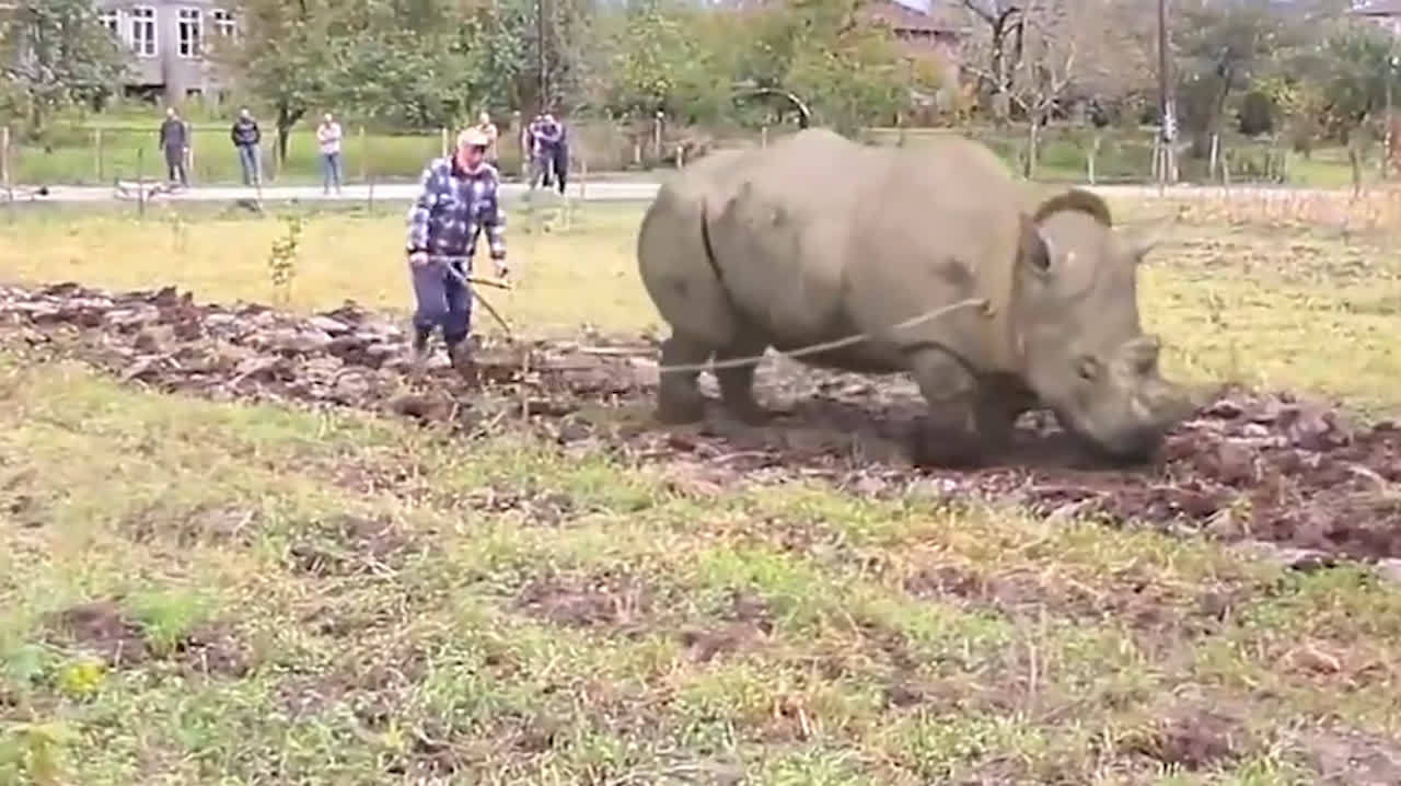 暴躁如犀牛,俄罗斯农民抓一只来耕地,村民看呆了