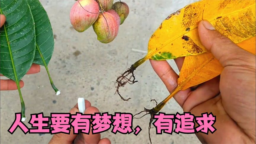 神奇的芒果种植方法,在自家后院有颗芒果树不是梦,网友:不可能