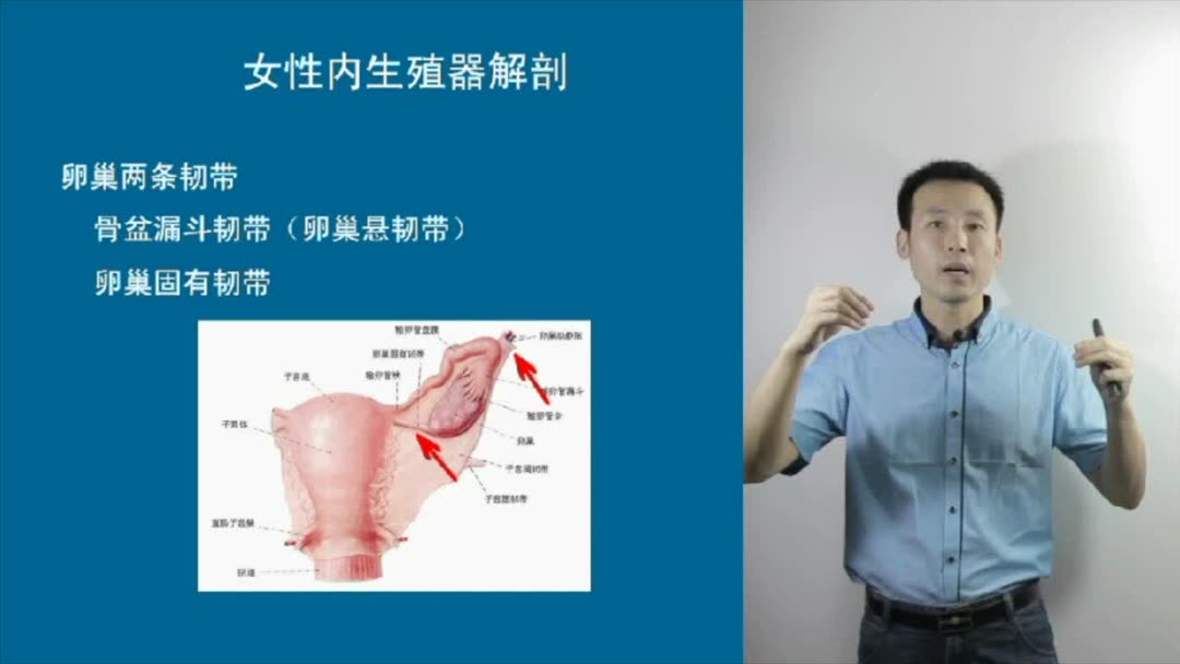 【武百分】2017女性生殖系统解剖