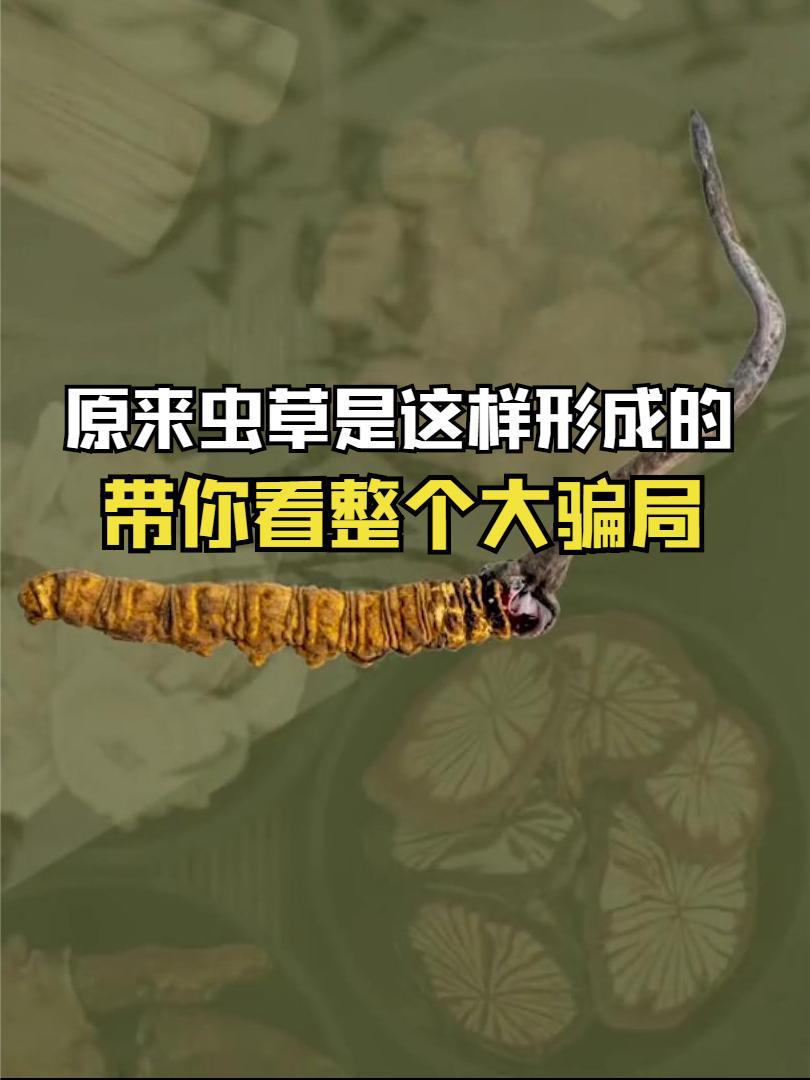 冬虫夏草究竟是虫还是草?它真有药用价值吗?