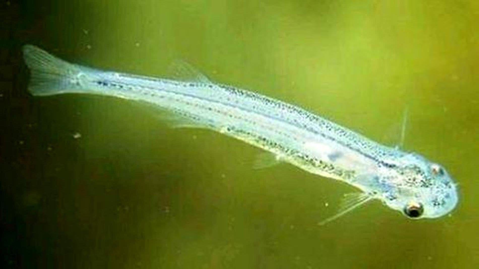 世界上最可怕的鱼,比食人鱼可怕100倍,见了它最好躲远点!