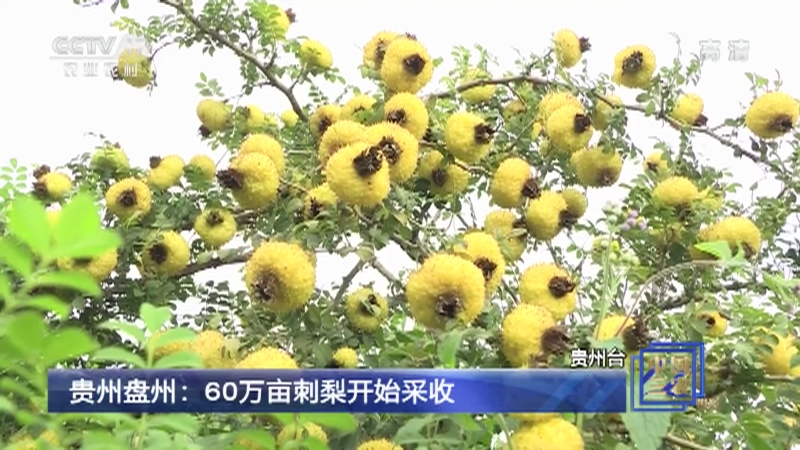 [中国三农报道]贵州盘州:60万亩刺梨开始采收