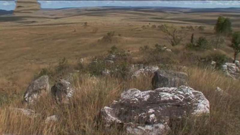 在这肥沃土地的森林中,有许多动物,这里是它们的共同家园