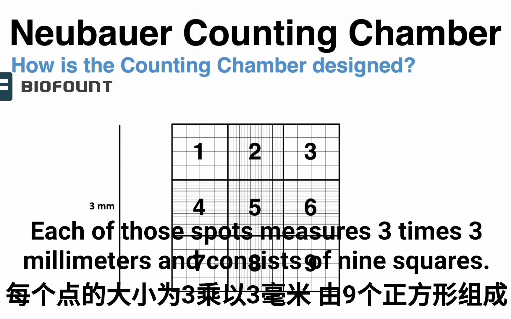 牛鲍法细胞计数-BIOFOUNT