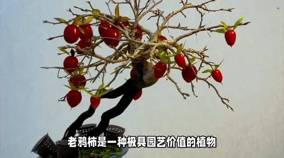 柿香岁月:老鸦柿盆景的养护与园艺管理