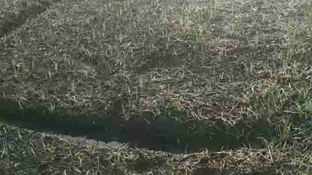 江苏水稻穴直播技术,推进水稻轻量化栽培,为种植水稻提高效益打下...