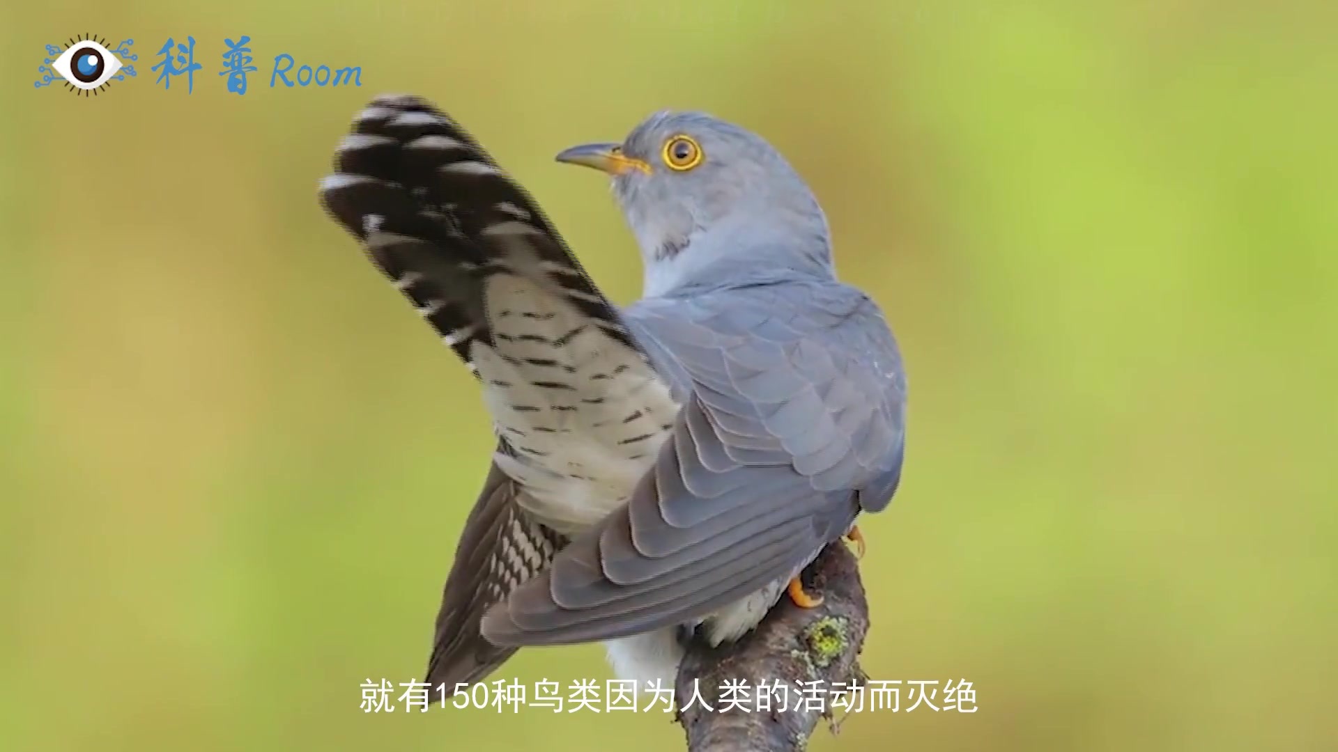 46亿年来地球曾发生5次生物大灭绝,人类是否逃过第六次?