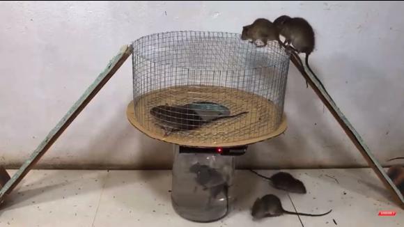 自制带电捕鼠神器,电的老鼠吱吱叫,太解恨了