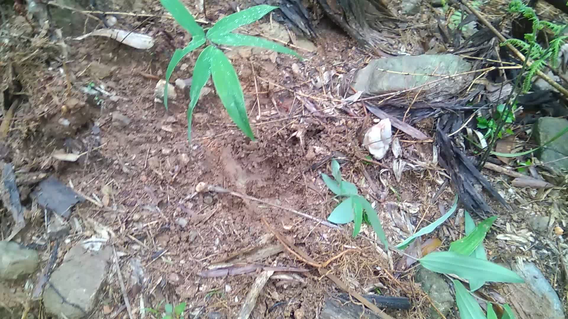 带大家认识一味中药-黄精