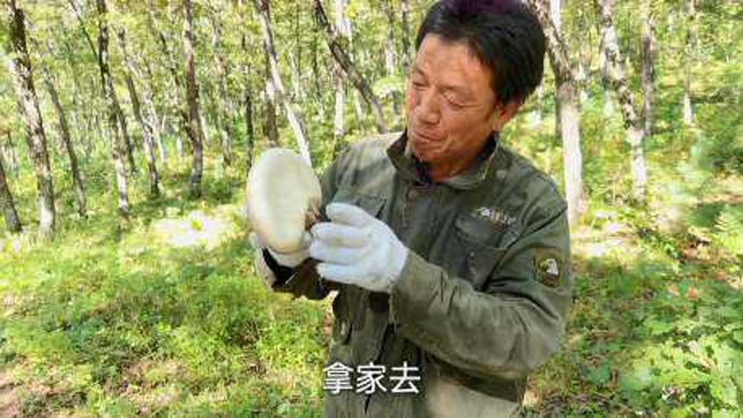 风倒的白桦树上长了6个白灵芝,和大馒头一样,老爸采回家要泡酒