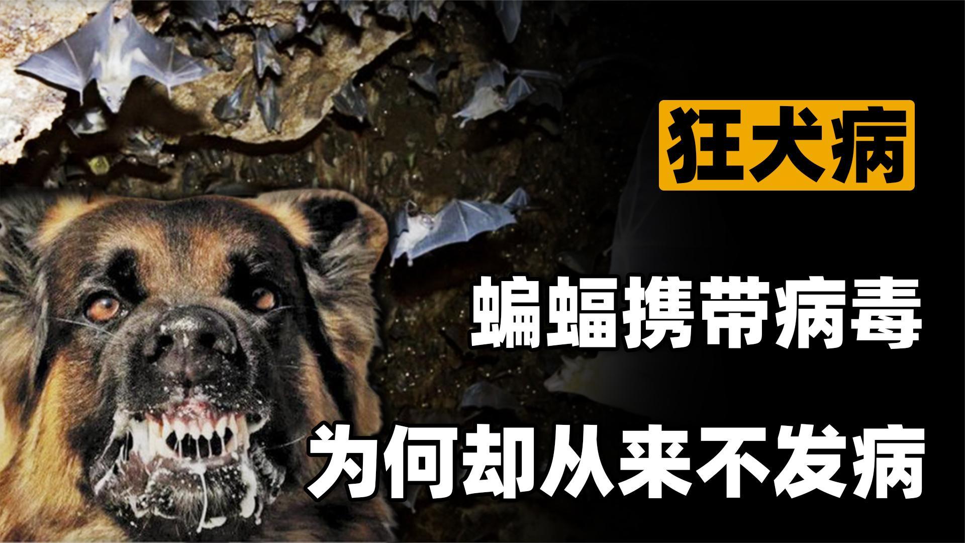 为何得了狂犬病的狗会发狂咬人,而蝙蝠却不会?