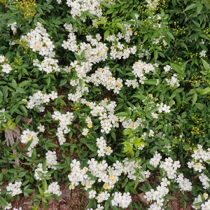 Wonderful英语流利说 
