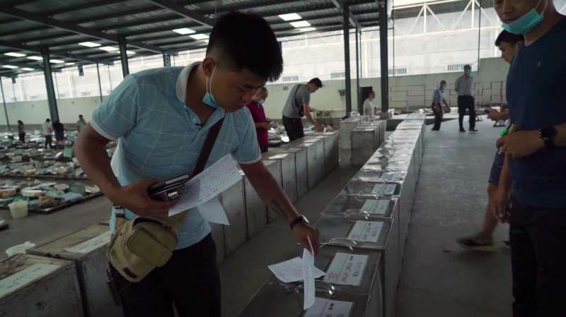 公盘收尾,投标看中的料,记录云南盈江2020年玉石毛料公盘(下)