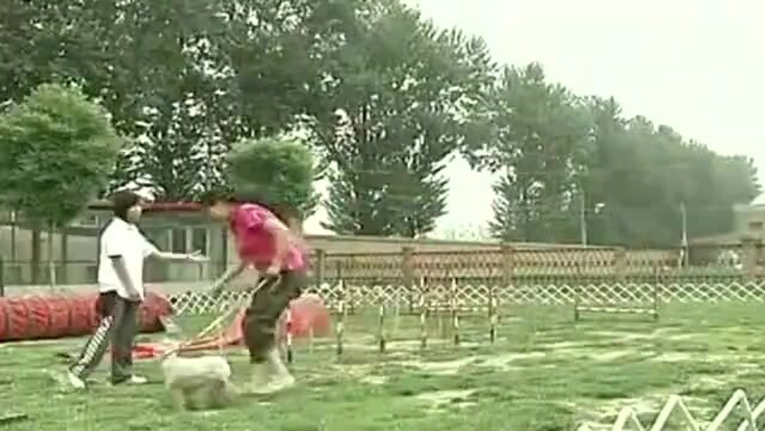 如何训练狗狗在固定地方大小便 怎么训练狗狗不乱叫