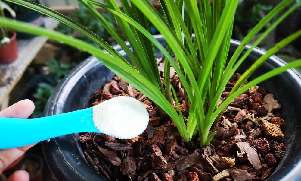 给兰花施基肥,用量多少合适?教你一个简单的计算方法!