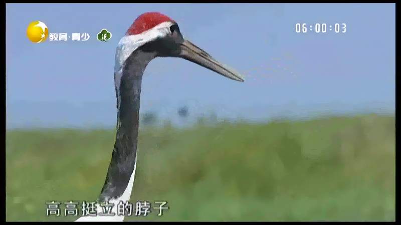 探寻半散放的精灵丹顶鹤，“鹤妈”拿镜子阻止打架丨X档案