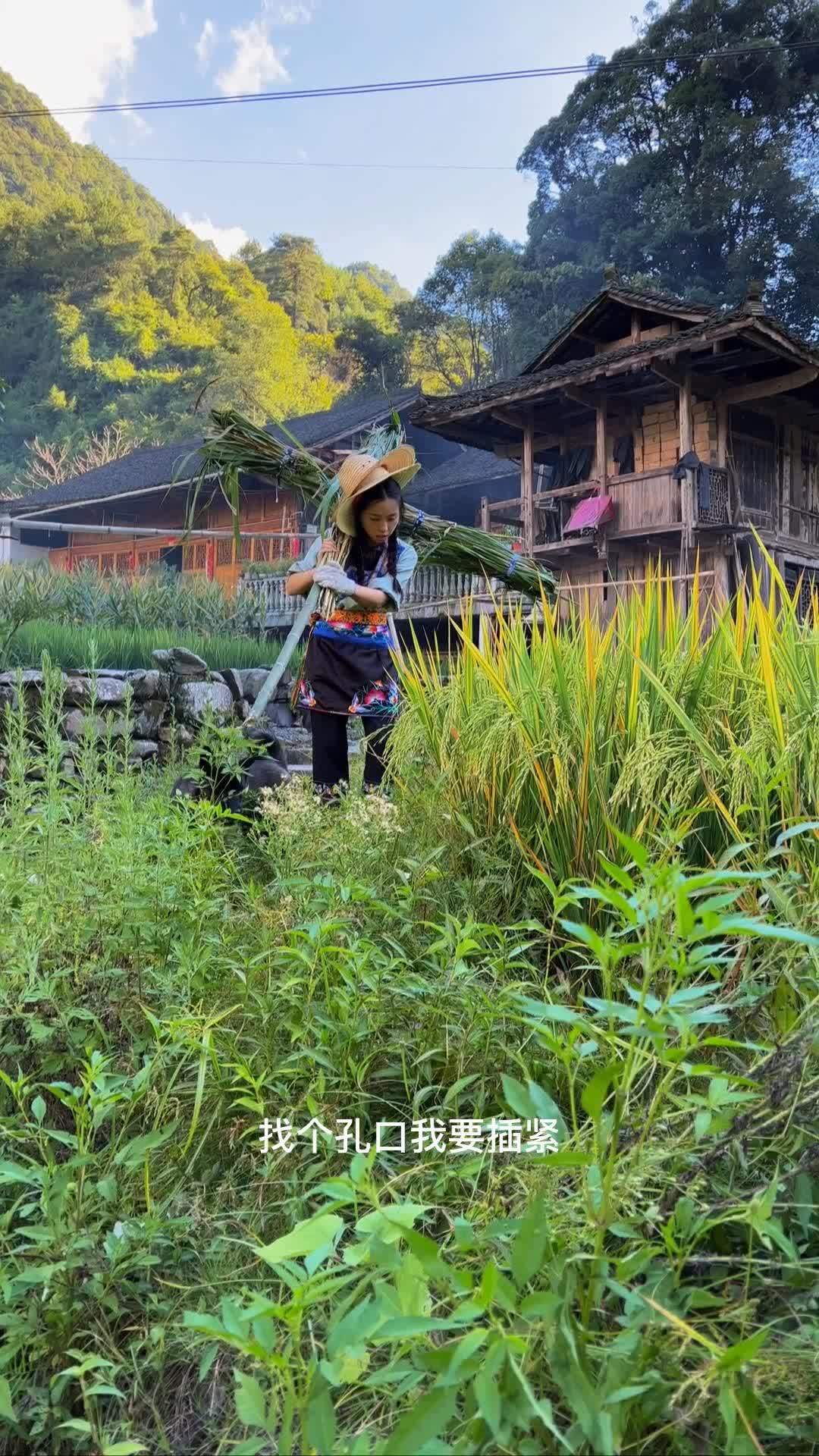 稻谷快熟了,给爷爷田里做个稻草人