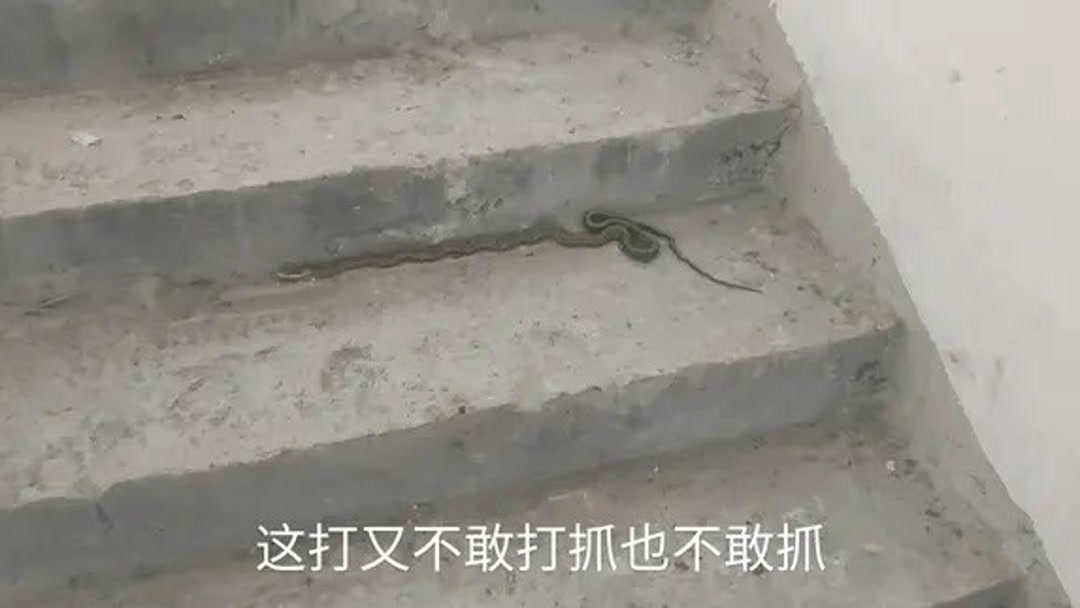 家里来了一条蛇不知道有没有毒,老人说家里的蛇不能打什么意思?