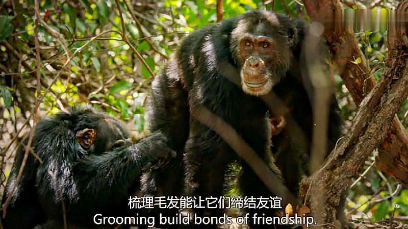 两黑猩猩结盟友,梳理毛发缔结友谊,有点萌