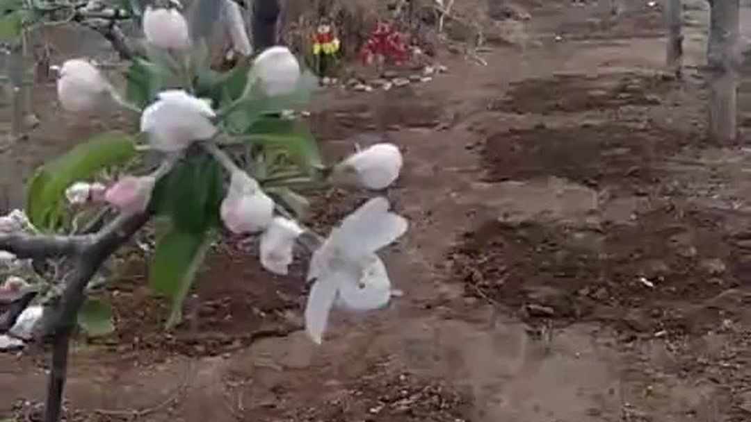 苹果的开花阶段