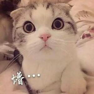机智的大尾巴狼 