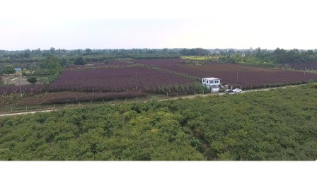 众鑫丹桂苗木宣传视频(省外版)