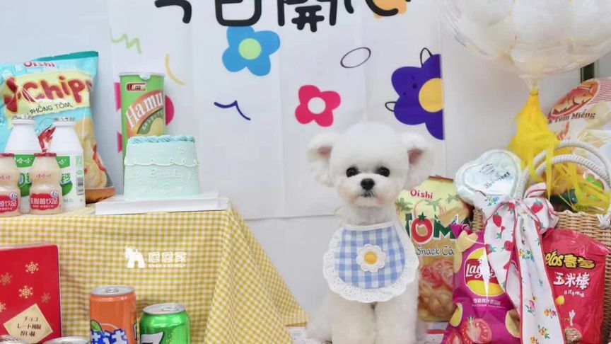 杭州恩恩家 蛋糕定制课程#宠物蛋糕