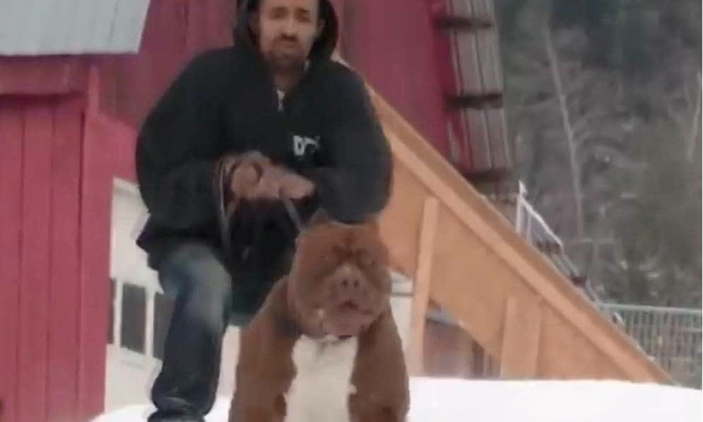 世界上最厉害的狗,能和老虎狮子一较高下,镜头拍下全过程