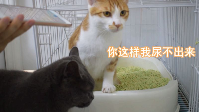 #神宠来袭#在猫咪上厕所的时候,给它听猫叫模拟器会怎么样?