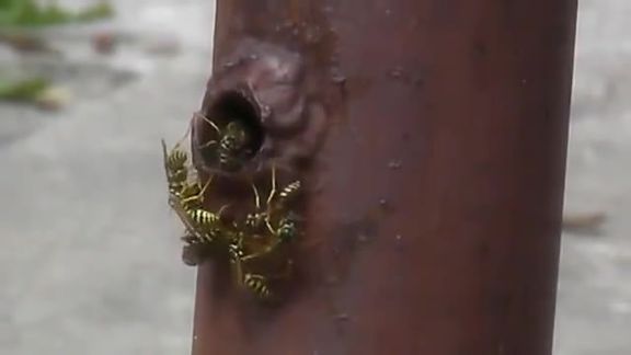 男子家里的钢管发现这个窝,男子的做法看着好舒服