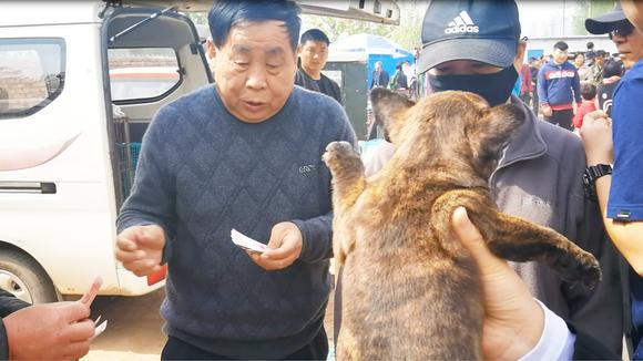 农村大叔在狗市买狗,卖家给挑了一只最漂亮的法斗,直接心动付钱