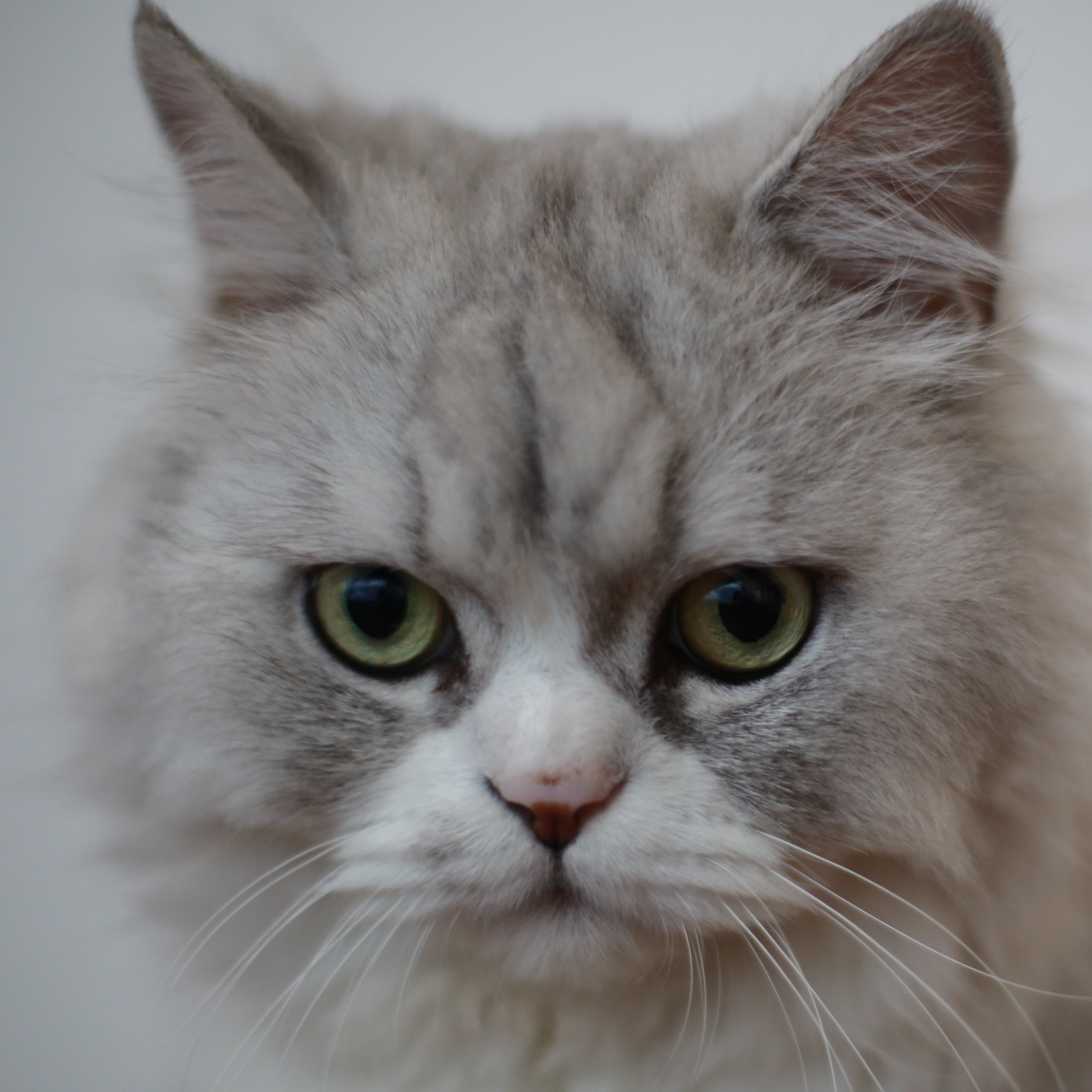 年糕爱吃奥利给 