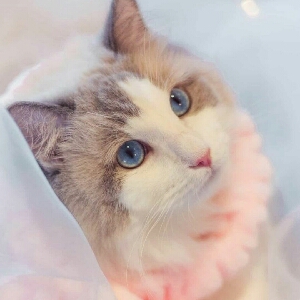 Bili_235107887 