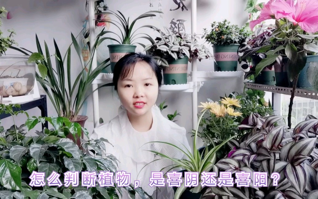 搞清楚植物是“喜阴”“喜阳”,正确摆放位置,才能长势喜人!