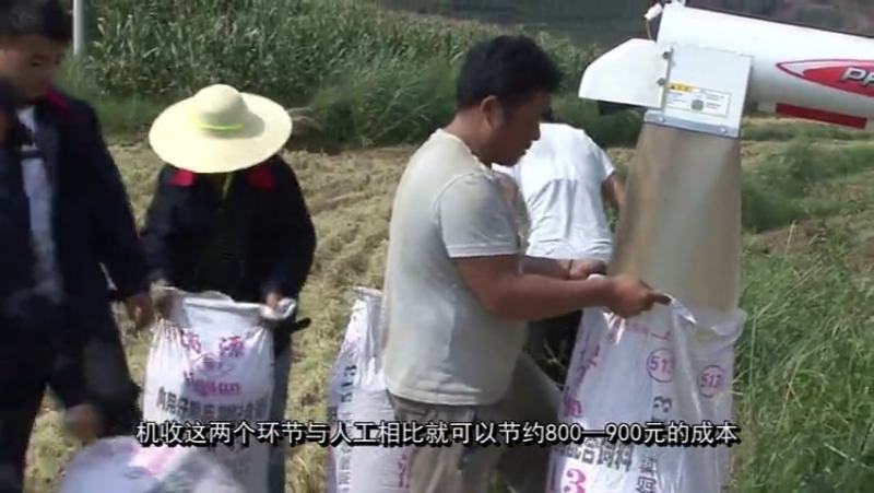 石林县1710亩水稻实现全程机械化作业