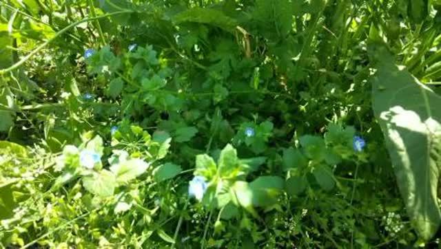 “双肾草”,被人们誉为野菜中的蓝精灵,原来对人有这么多的.