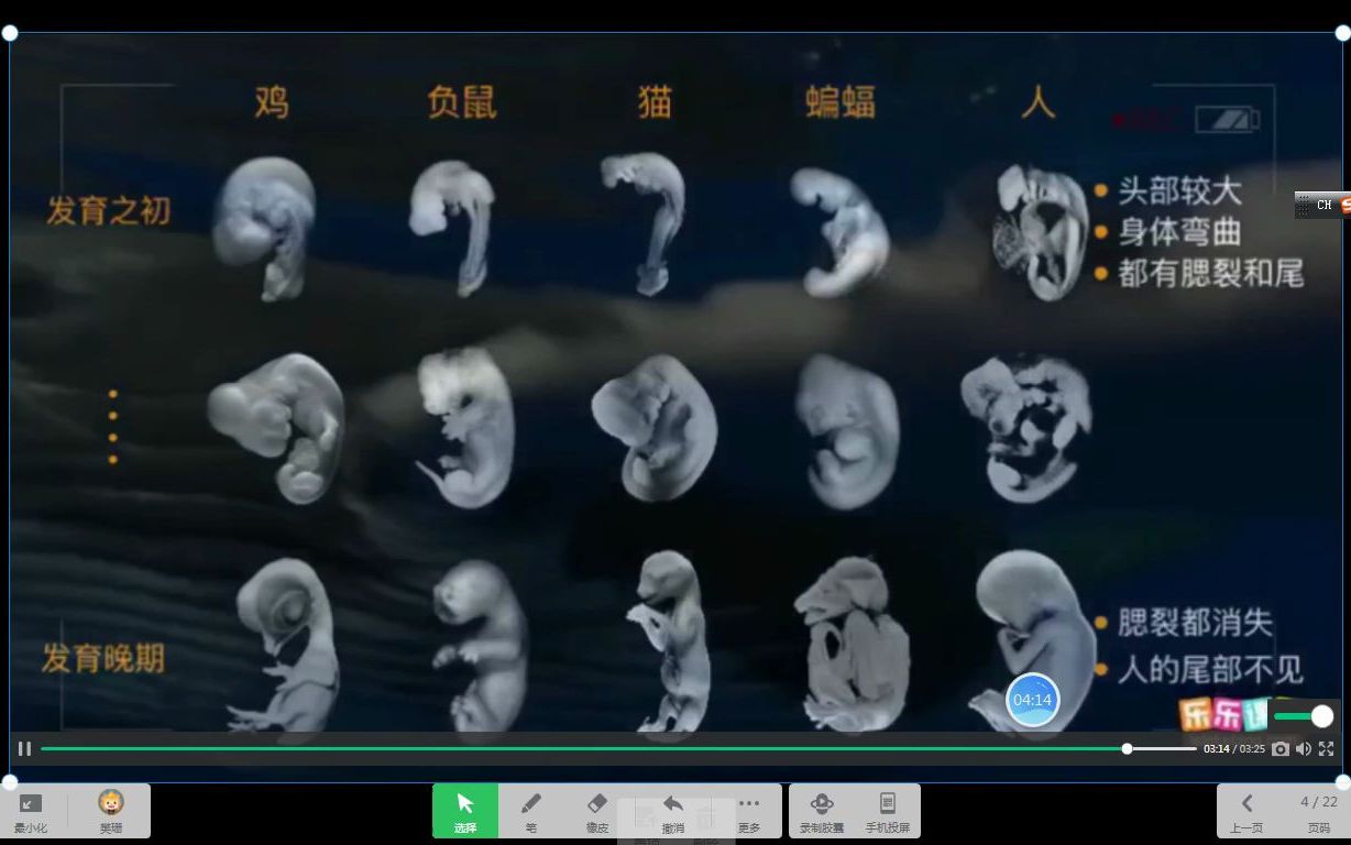 12月7日 生物进化的历程