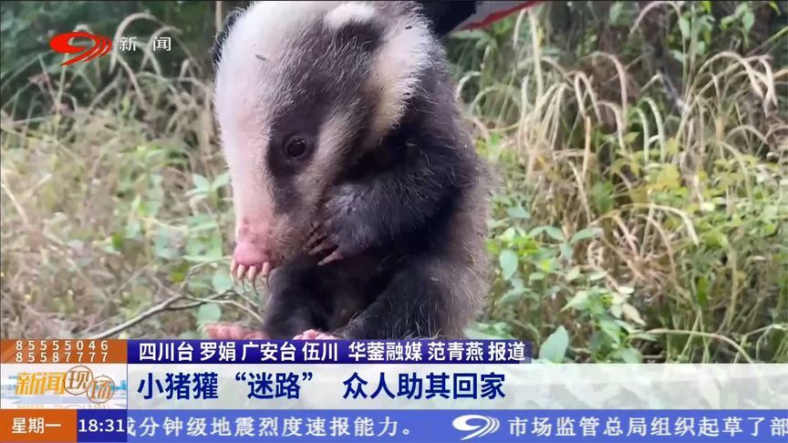 小猪獾"迷路" 众人助其回家