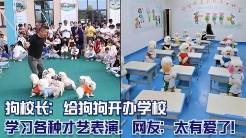 狗校长:给狗狗开办学校,进修各种才艺表演,网友:太有爱了!
