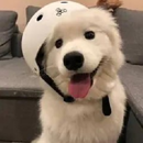 抹茶啵啵赞 