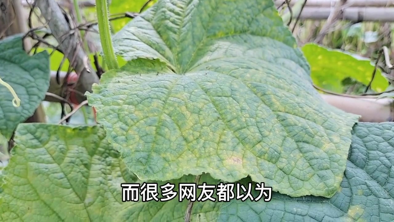 黄瓜染上白粉病怎么办,别再使用农药了,这样操作环保又安全。