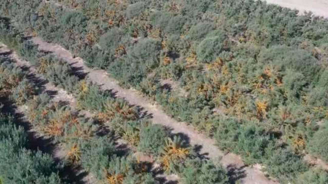 荒漠变果园!新疆10万亩防风固沙的沙棘成熟了,村民抢摘增收