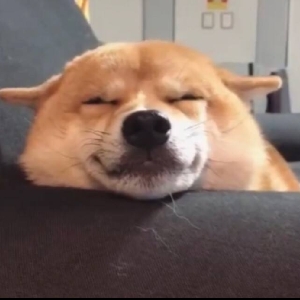勤奋的懒狗 