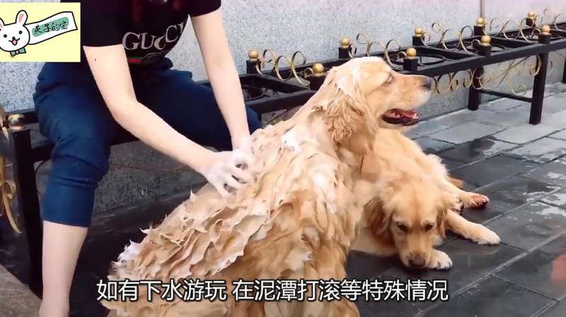 给狗狗洗澡的正确的方法,铲屎官们都做对了吗?