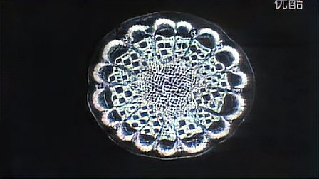 植物的结构与功能